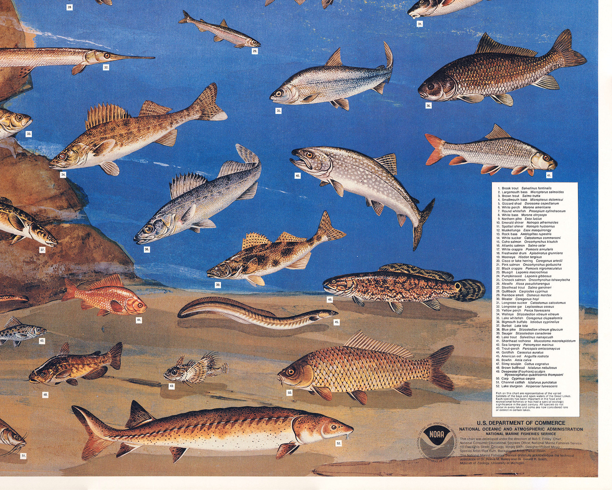 Vintage Fish Species of the Great Lakes Poster, Fishes Art Print, Fish ...