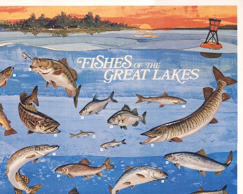 Vintage Fish Species of the Great Lakes Poster, Fishes Art Print, Fish ...
