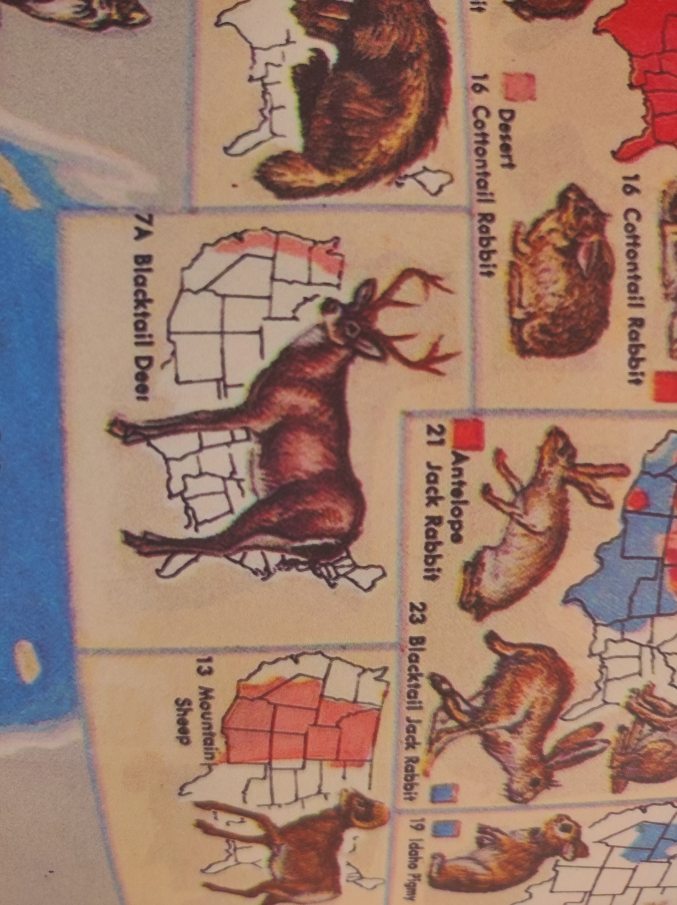 Pictorial Map of Wildlife and Game in the United States, Mammals and ...