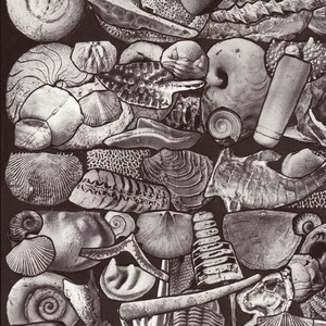 Fossils Through Time, Paleontology Educational Science Chart ...