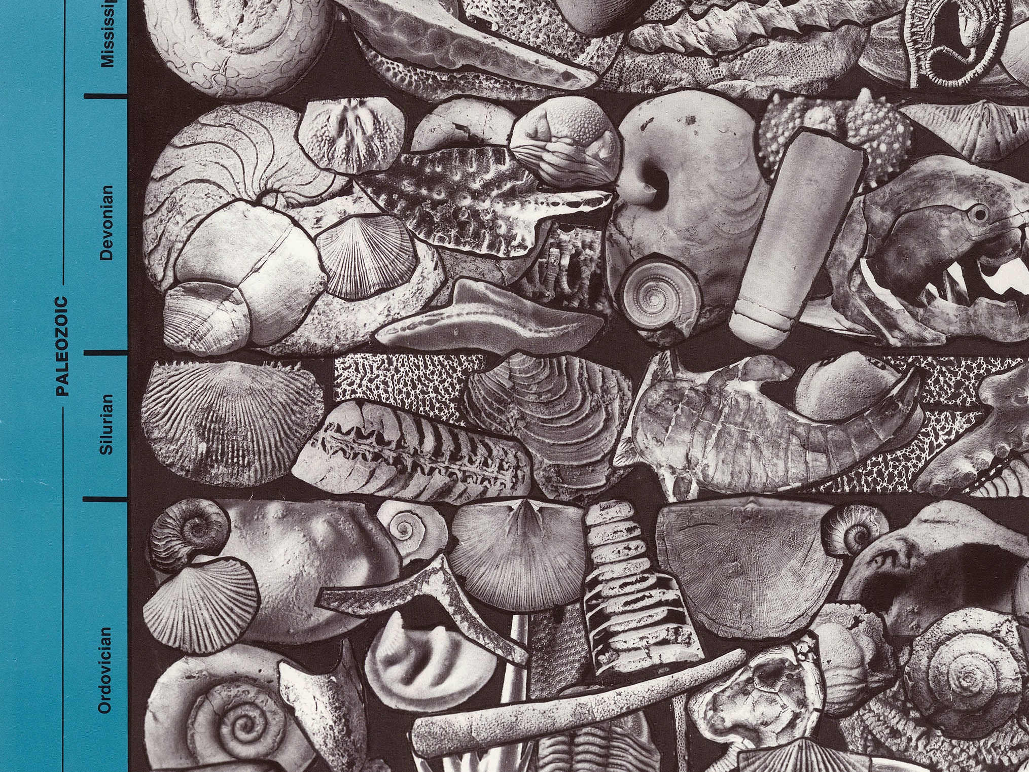 Fossils Through Time, Paleontology Educational Science Chart ...