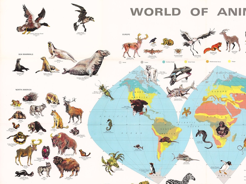World Map Featuring Animals Across the Globe, Animal Species ...