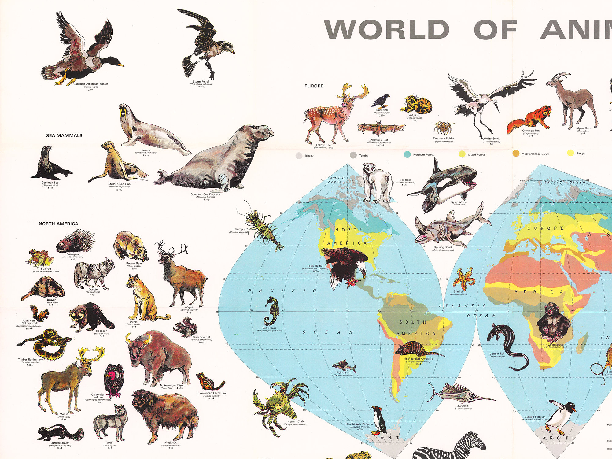 World Map Featuring Animals Across the Globe, Animal Species ...