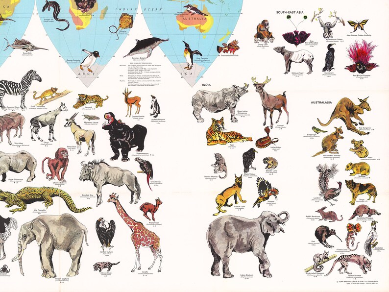 Wildlife World Map Print: Animal Species & Ecosystems Art - Etsy