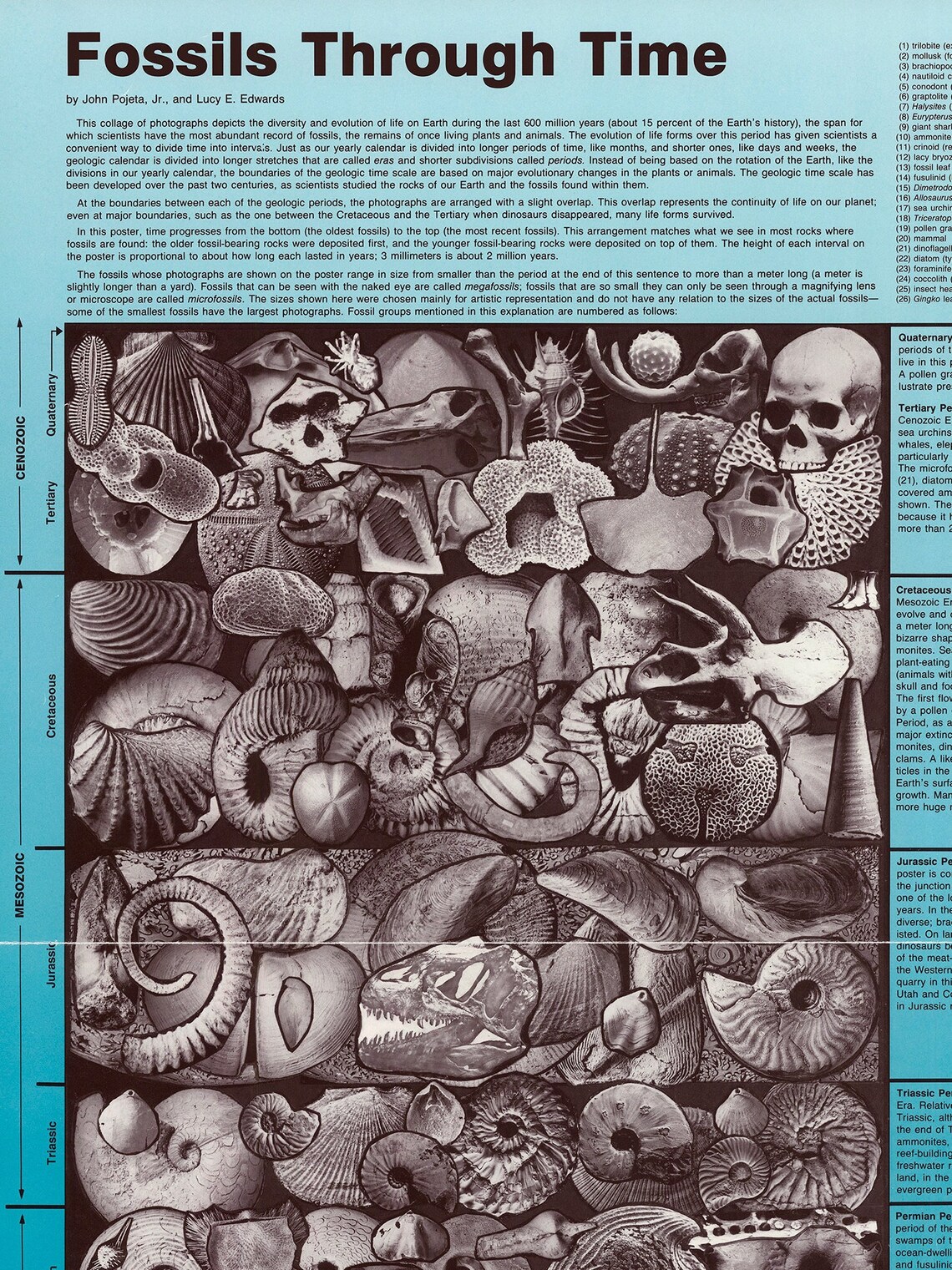 Fossils Through Time, Paleontology Educational Science Chart ...