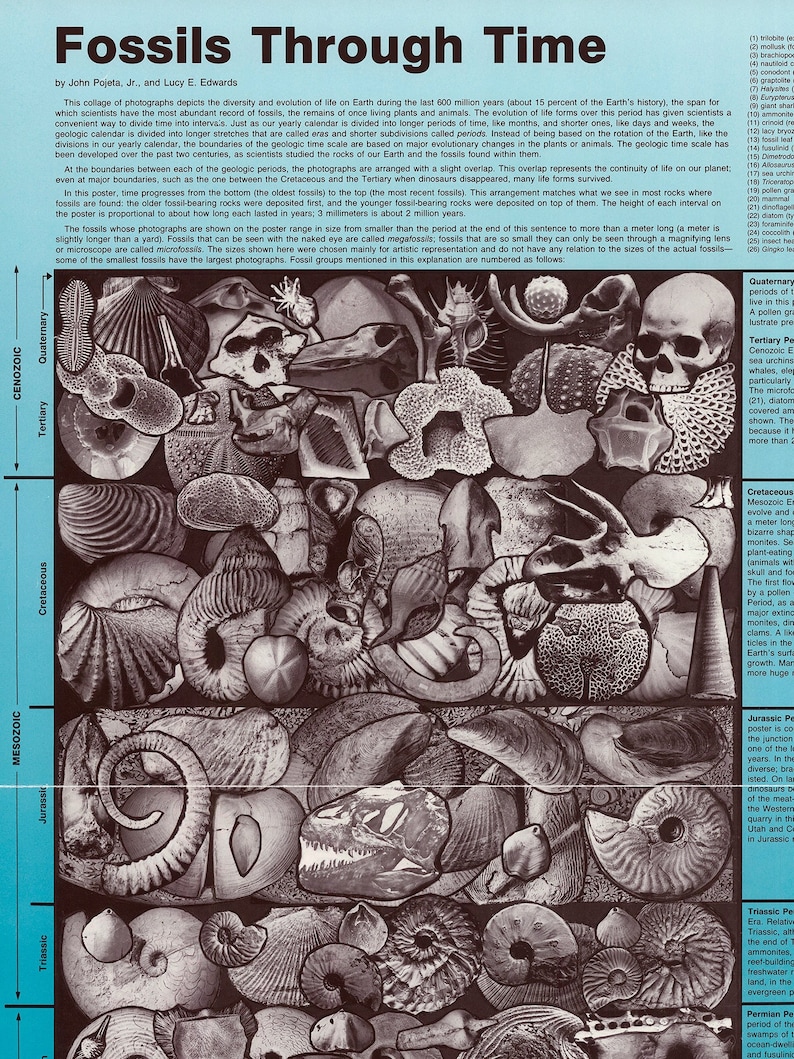 Fossils Through Time, Paleontology Educational Science Chart ...