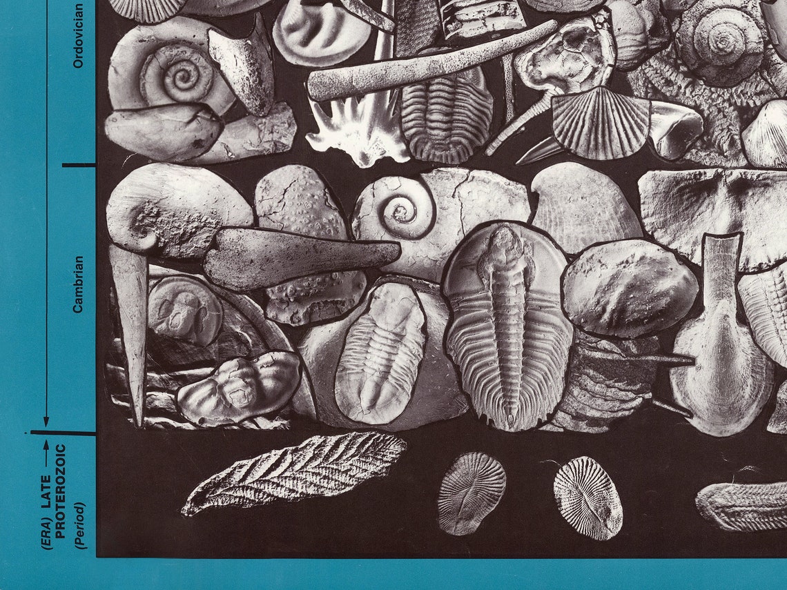 Fossils Through Time, Paleontology Educational Science Chart ...