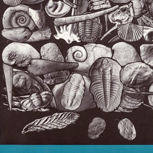 Fossils Through Time, Paleontology Educational Science Chart ...