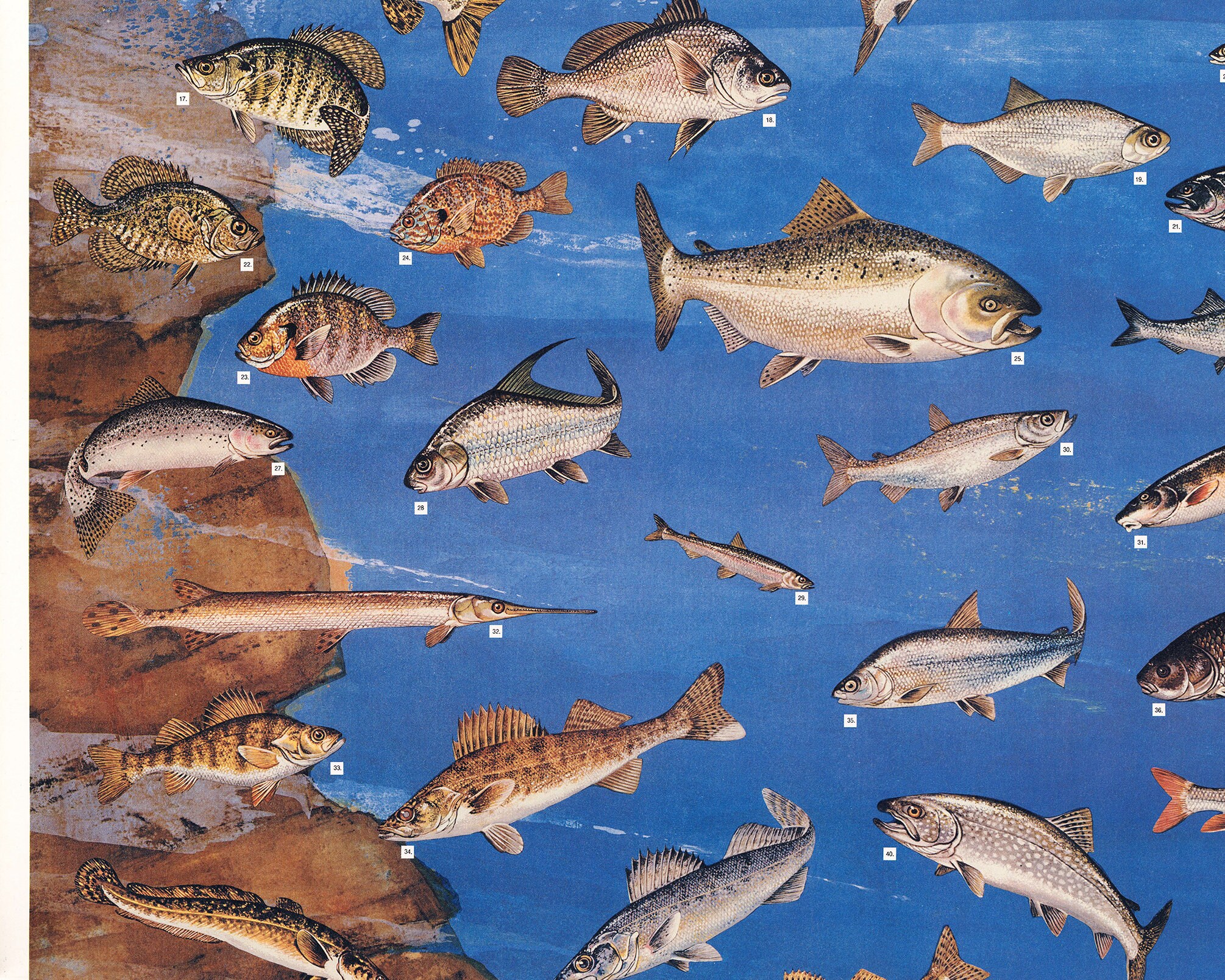 Vintage Fish Species of the Great Lakes Poster, Fishes Art Print, Fish ...