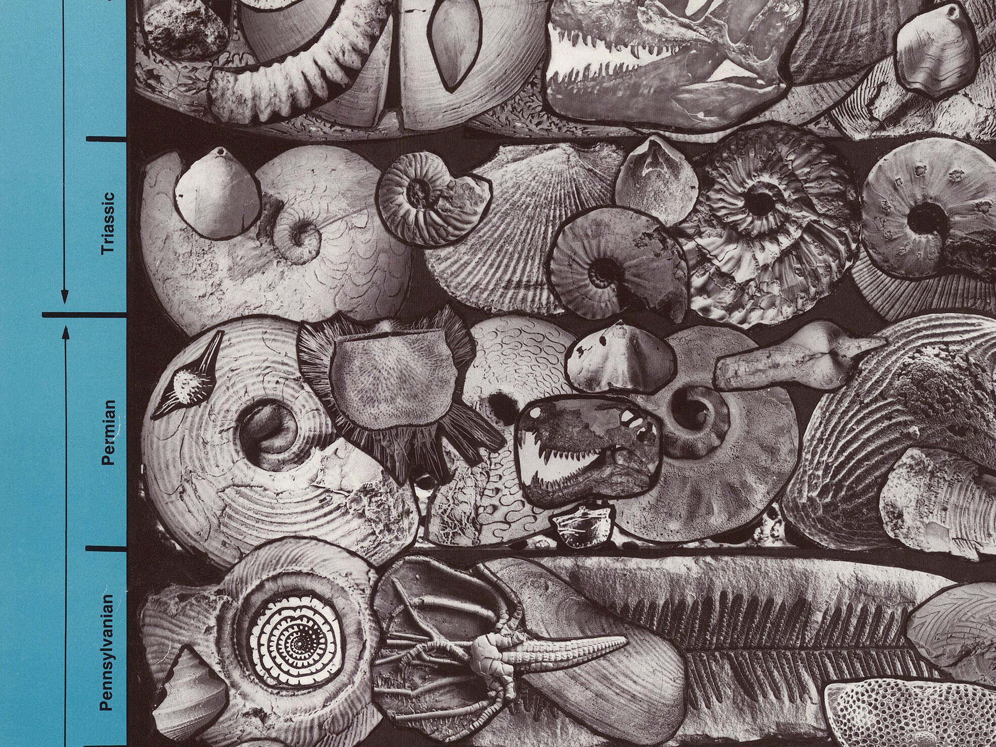 Fossils Through Time, Paleontology Educational Science Chart ...