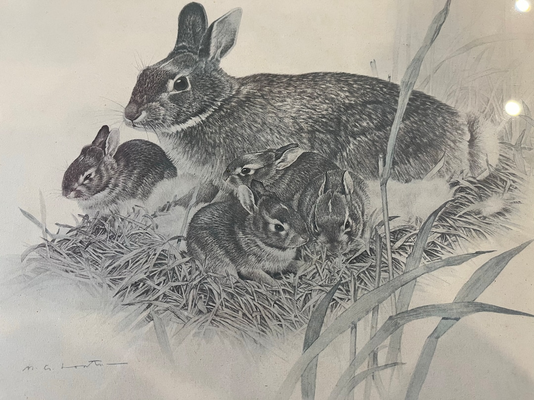 Vintage M. G. Loates Black and White Print of Rabbit Family - Etsy