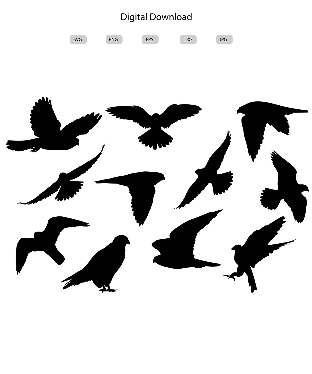 Falcon Bird Svg - Falcon Bird Silhouette - Falcon Bird Svg Bundle ...