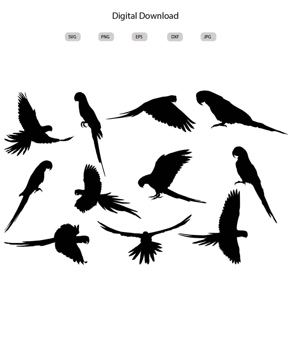 Parrot Svg - Parrot Silhouette - Parrot Svg Bundle -parrot Svg Design ...