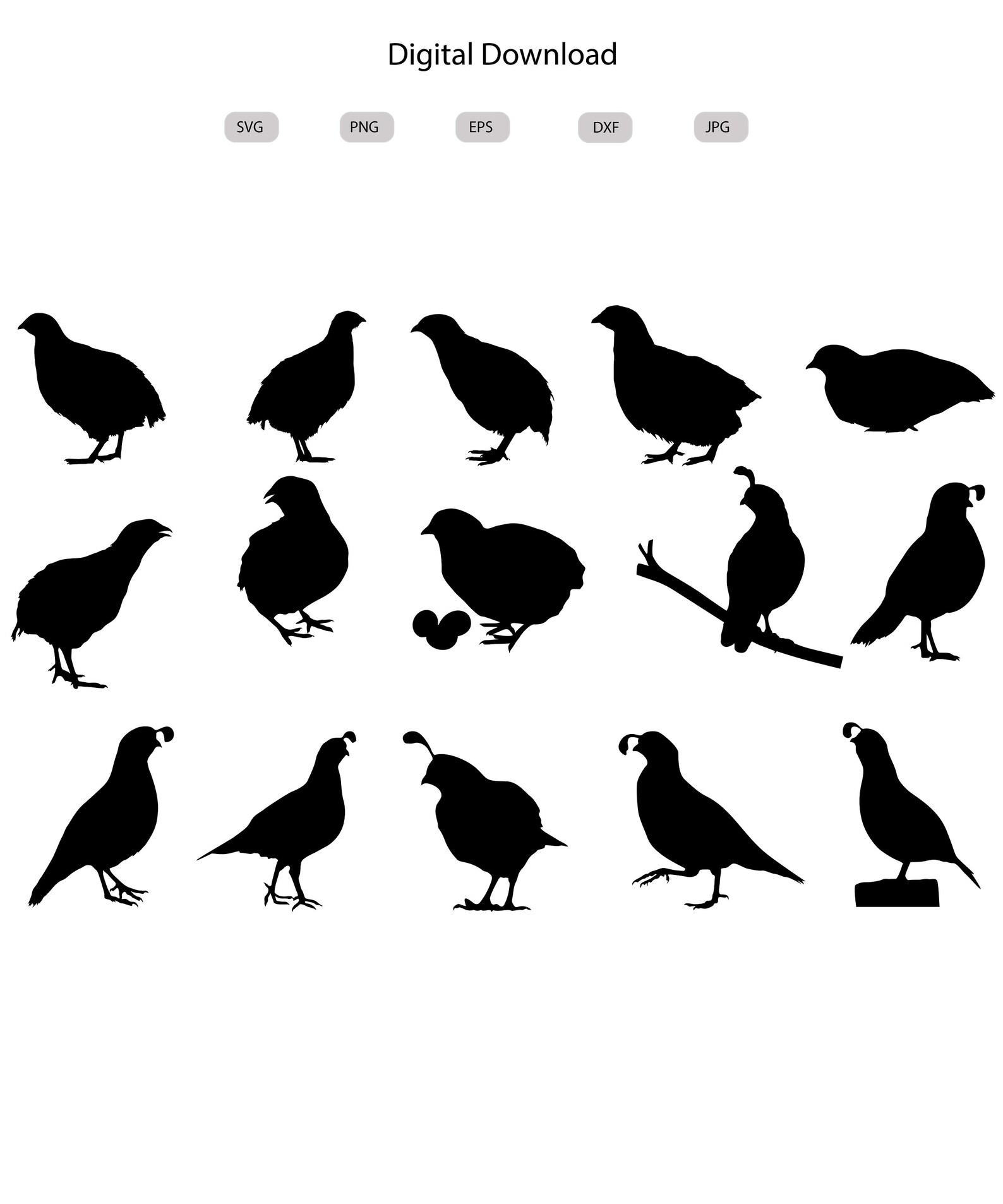 Quail Bird Svg - Quail Bird Silhouette - Quail Bird Svg Bundle - Quail ...