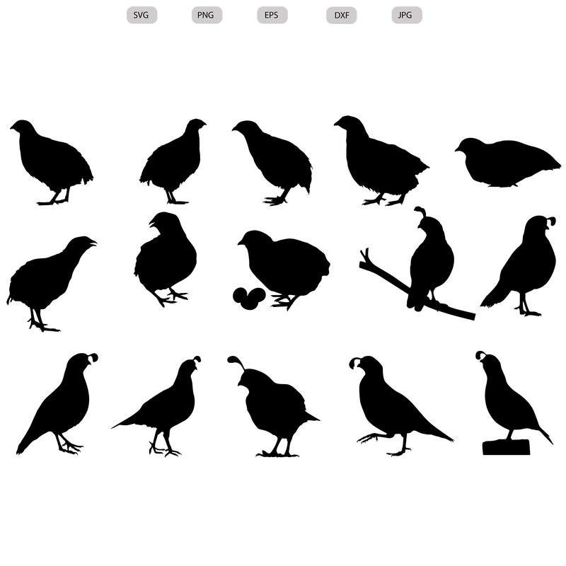 Flying Quail Clipart - Etsy
