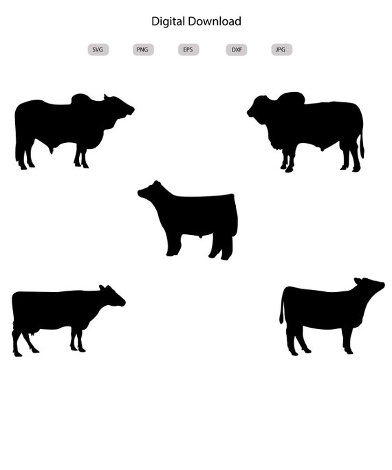 Cow SVG Show Cow SVG cut File-brahman Cow SVG Bull Svg - Etsy