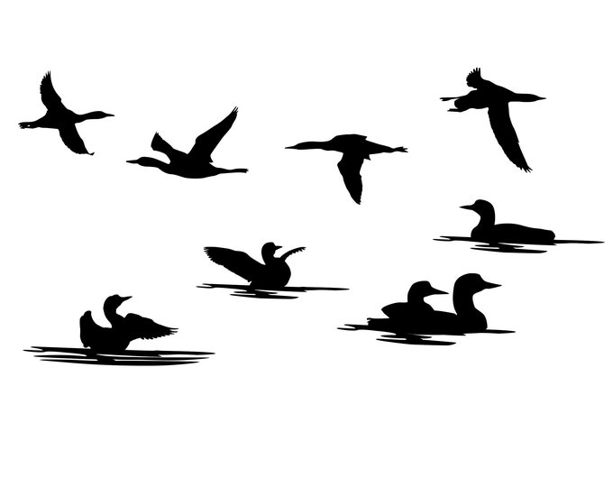28 Common Loon PNG Clipart Bundle, Watercolor Loon Silhouette Abstract ...