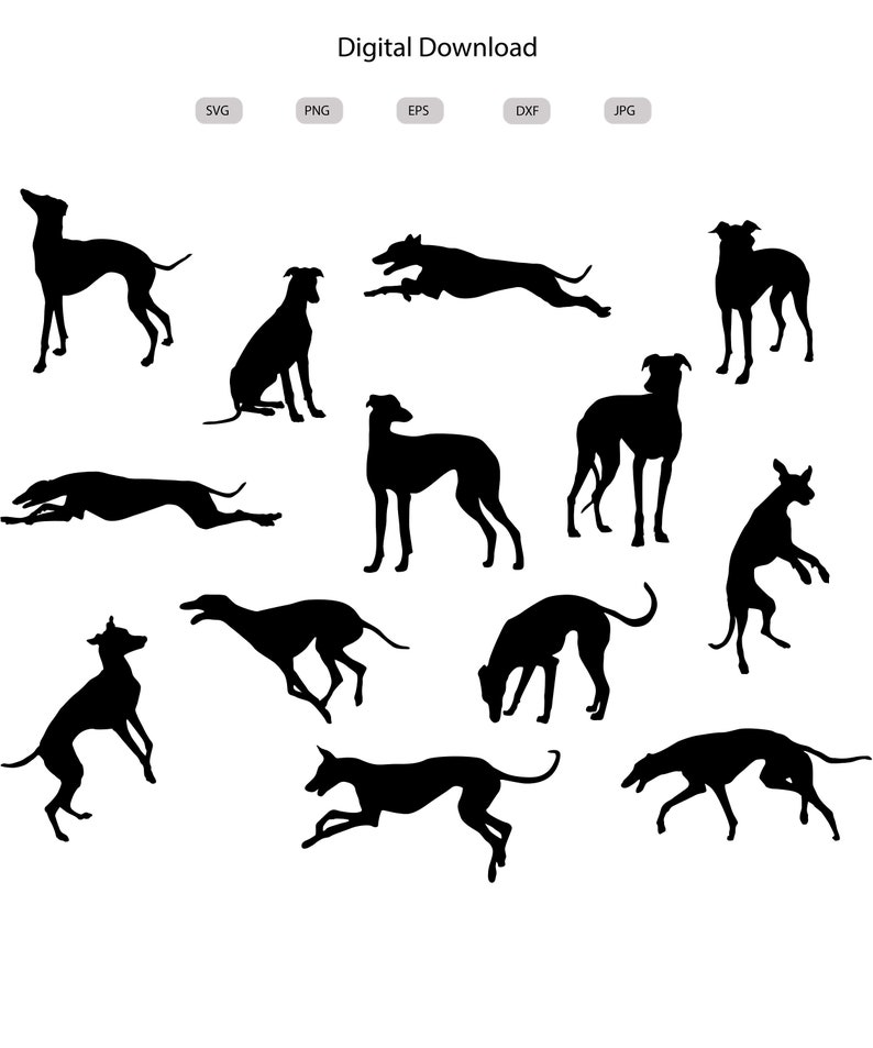 Greyhound Svg - Greyhound Silhouette - Greyhound Svg Bundle - Greyhound ...