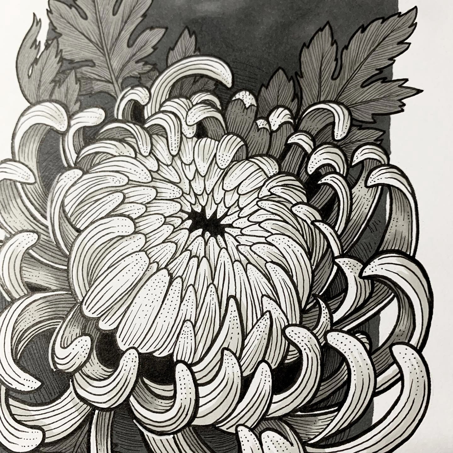 Drawing Japanese Chrysanthemum Flower Japanese Chrysanthemum ...