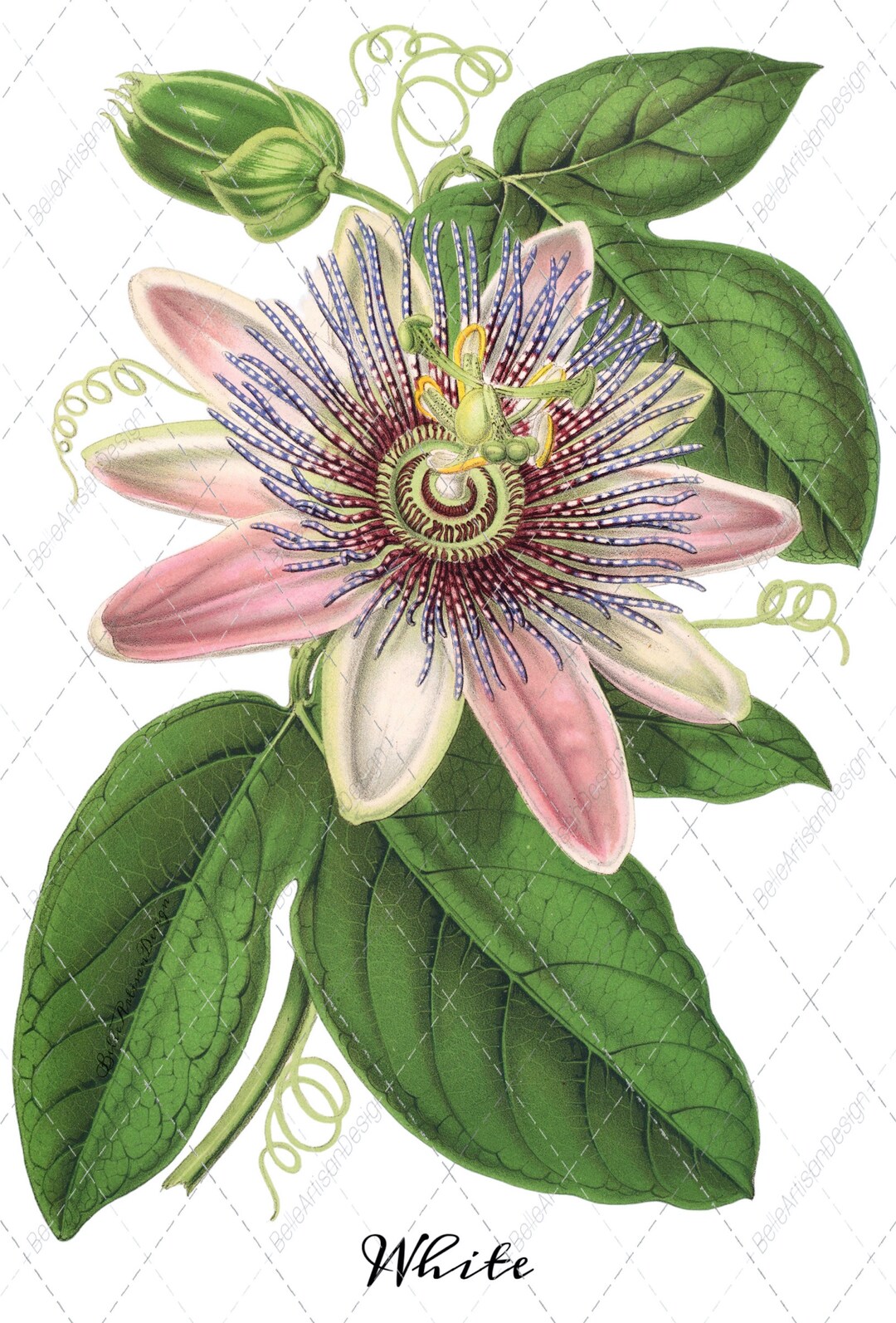 Study in Exotic Passion Flower Stem. Botanical Naturalist Victorian Era ...