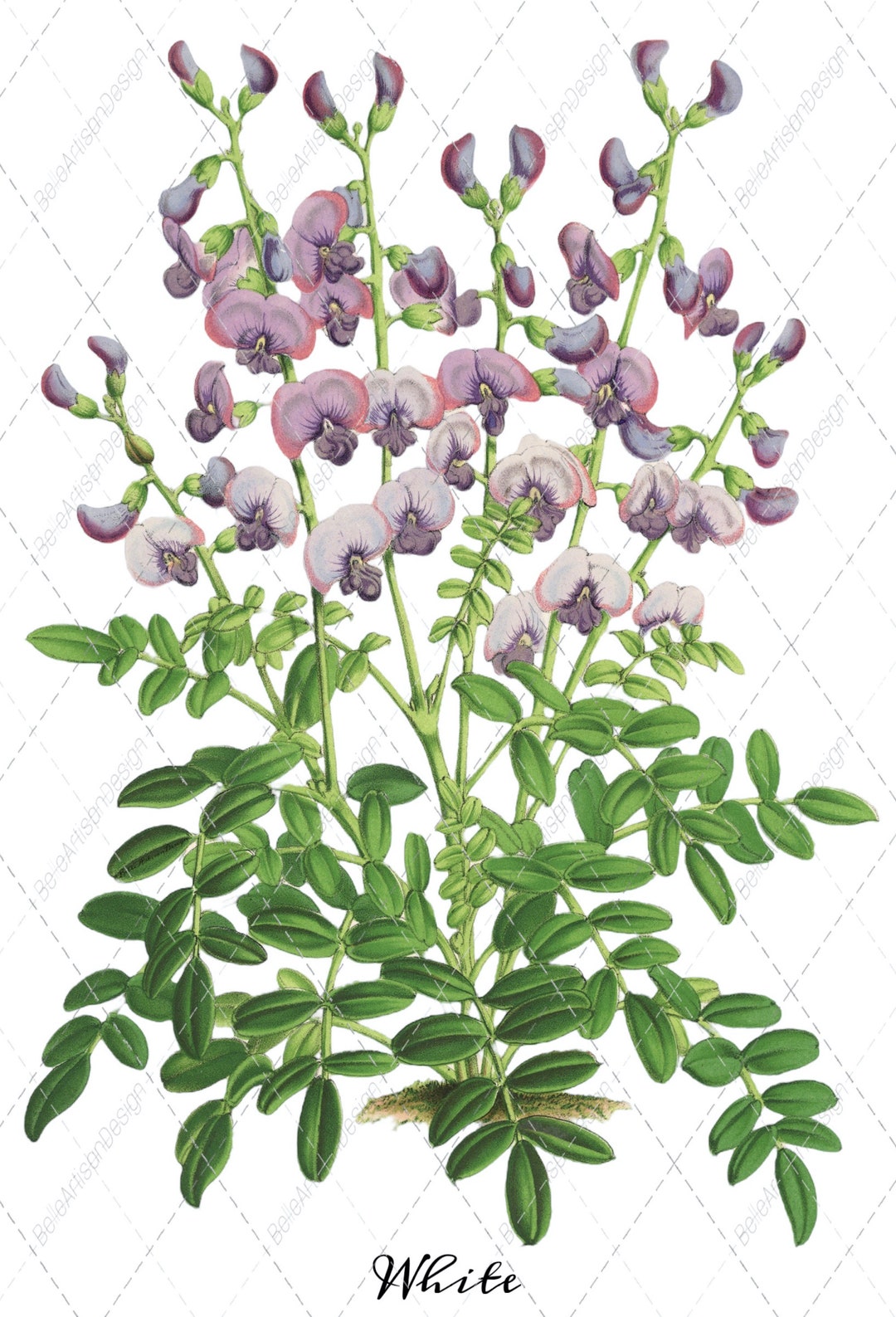 Study in Purple Darling Pea Flower Stem. Botanical Naturalist Victorian ...