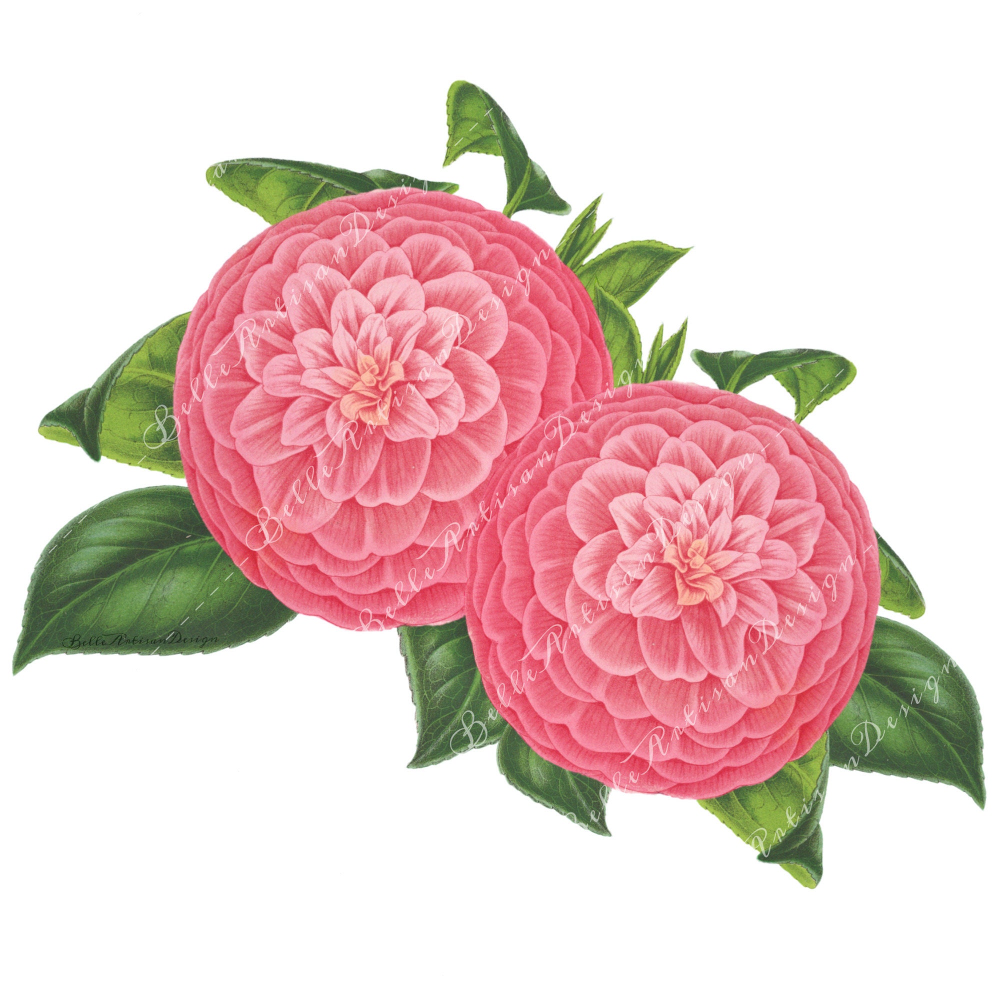 Digital Clip Art, 8 PNG Files. Beautiful Hand Painted Pink Camellia ...
