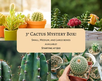 Cactus Mystery Box - Etsy