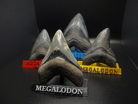Single Megalodon Tooth Stand - Etsy