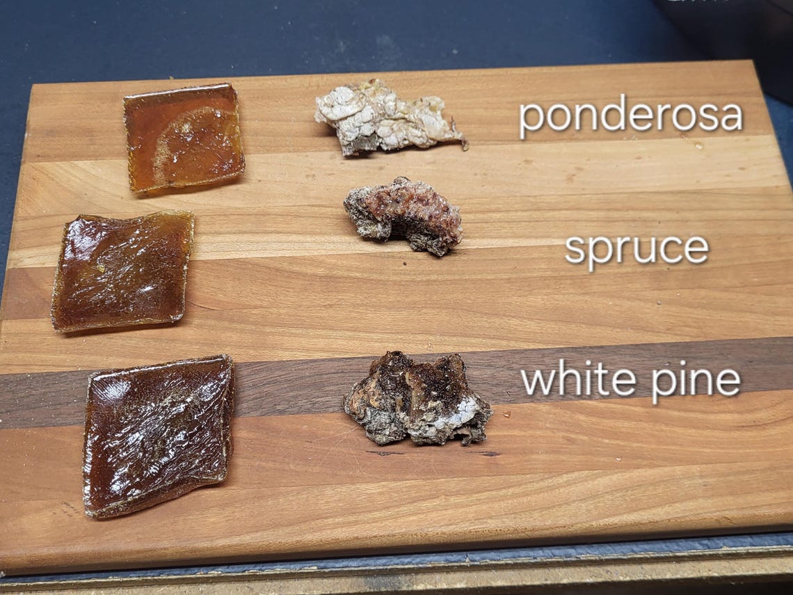 Clarified Norway Spruce Resin - Etsy
