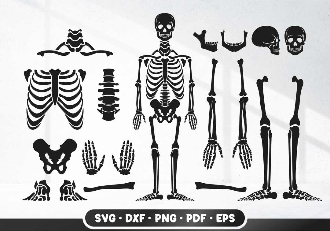 Skeleton Parts Svg, Skeleton Svg, Skeleton Parts Png, Skeleton Png ...