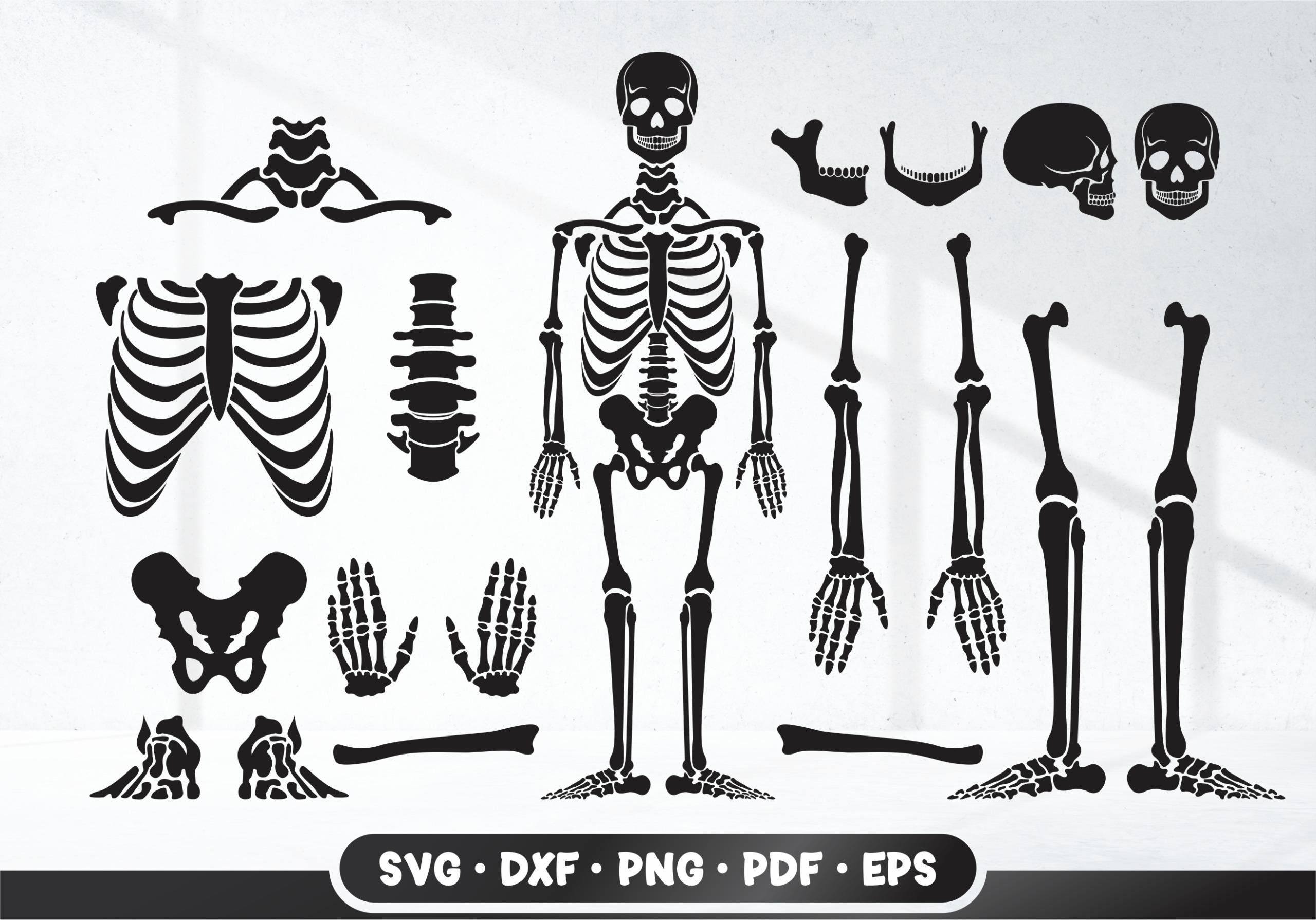 Skeleton Parts Svg, Skeleton Svg, Skeleton Parts Png, Skeleton Png ...