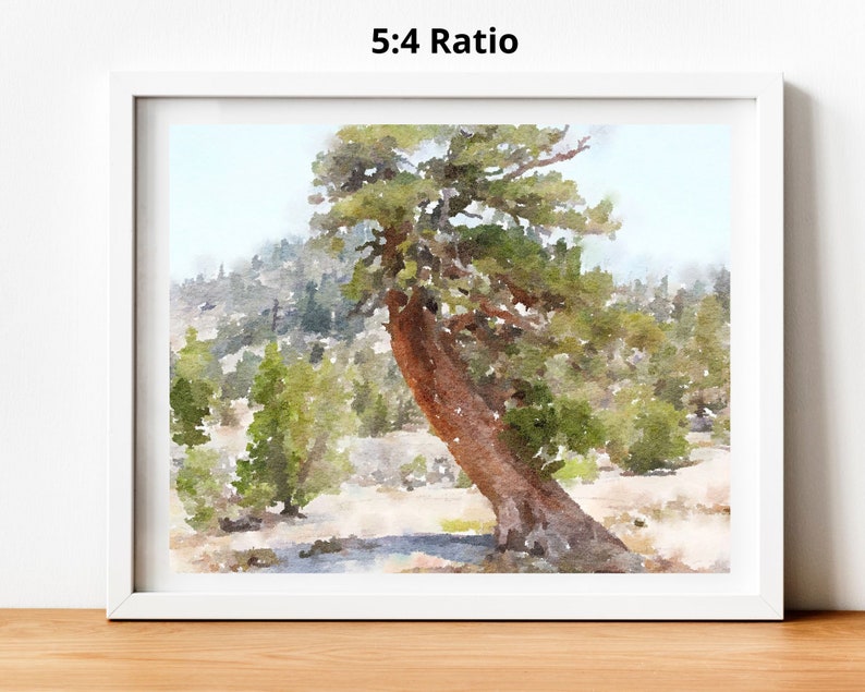 Yosemite Cedar Tree, National Park, Watercolor Print, Travel Print ...