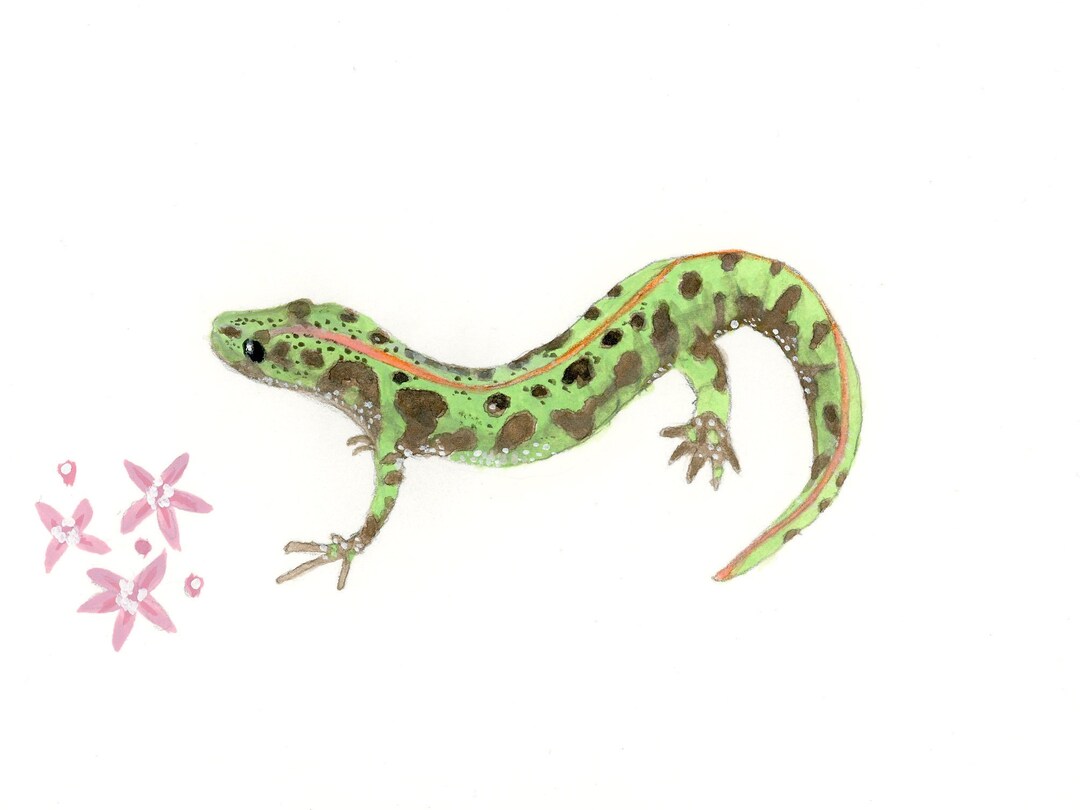 Marbled Newt, Watercolor Illustration, A5 Print, 21 X 14,8 Cm, Rare ...