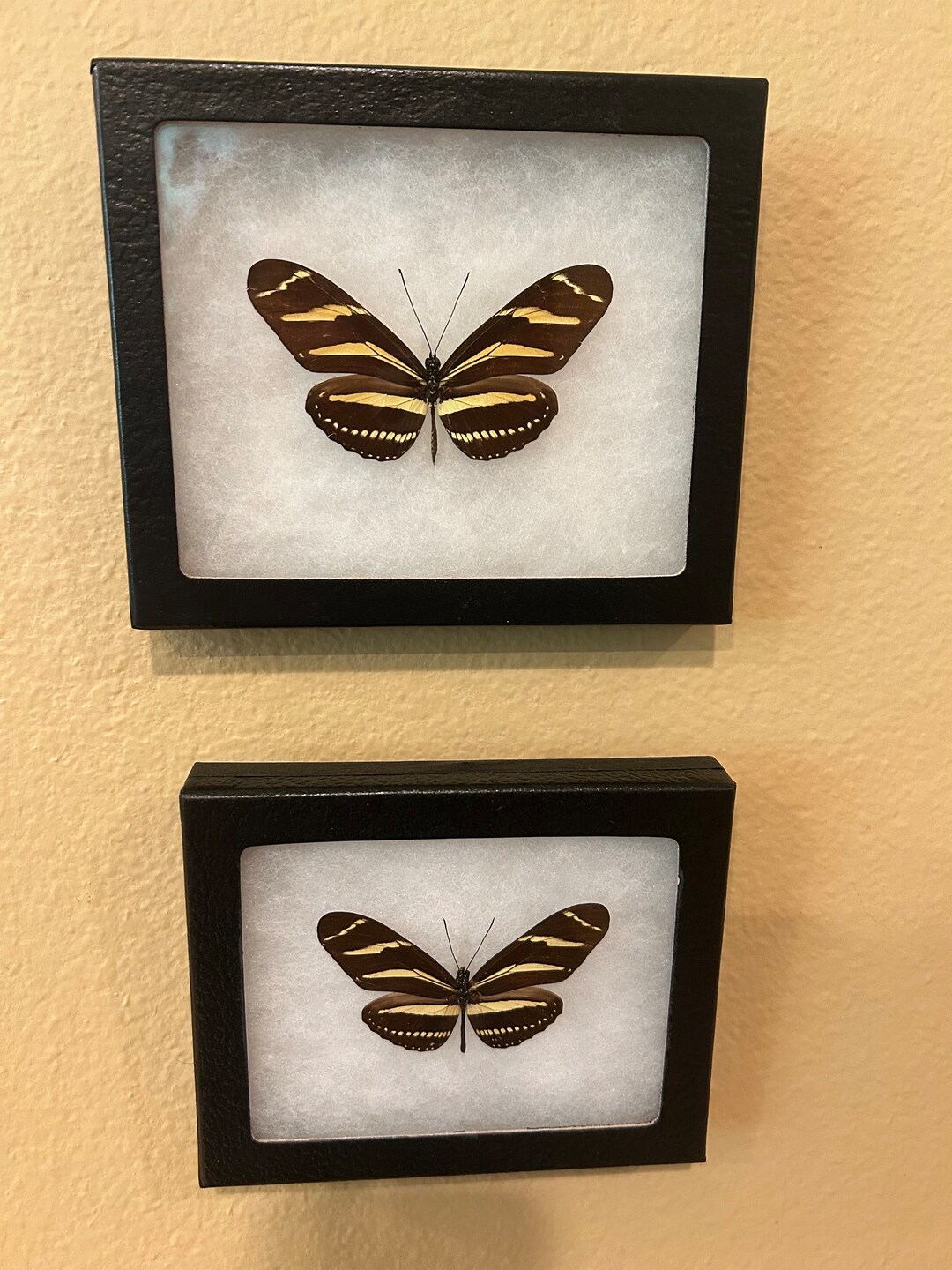Zebra Butterfly - Etsy