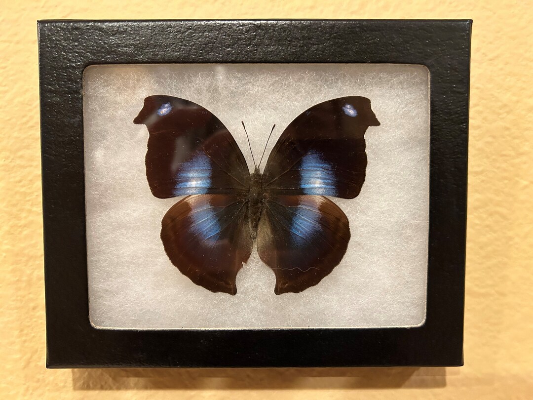 Butterfly Riker Boxes - Etsy