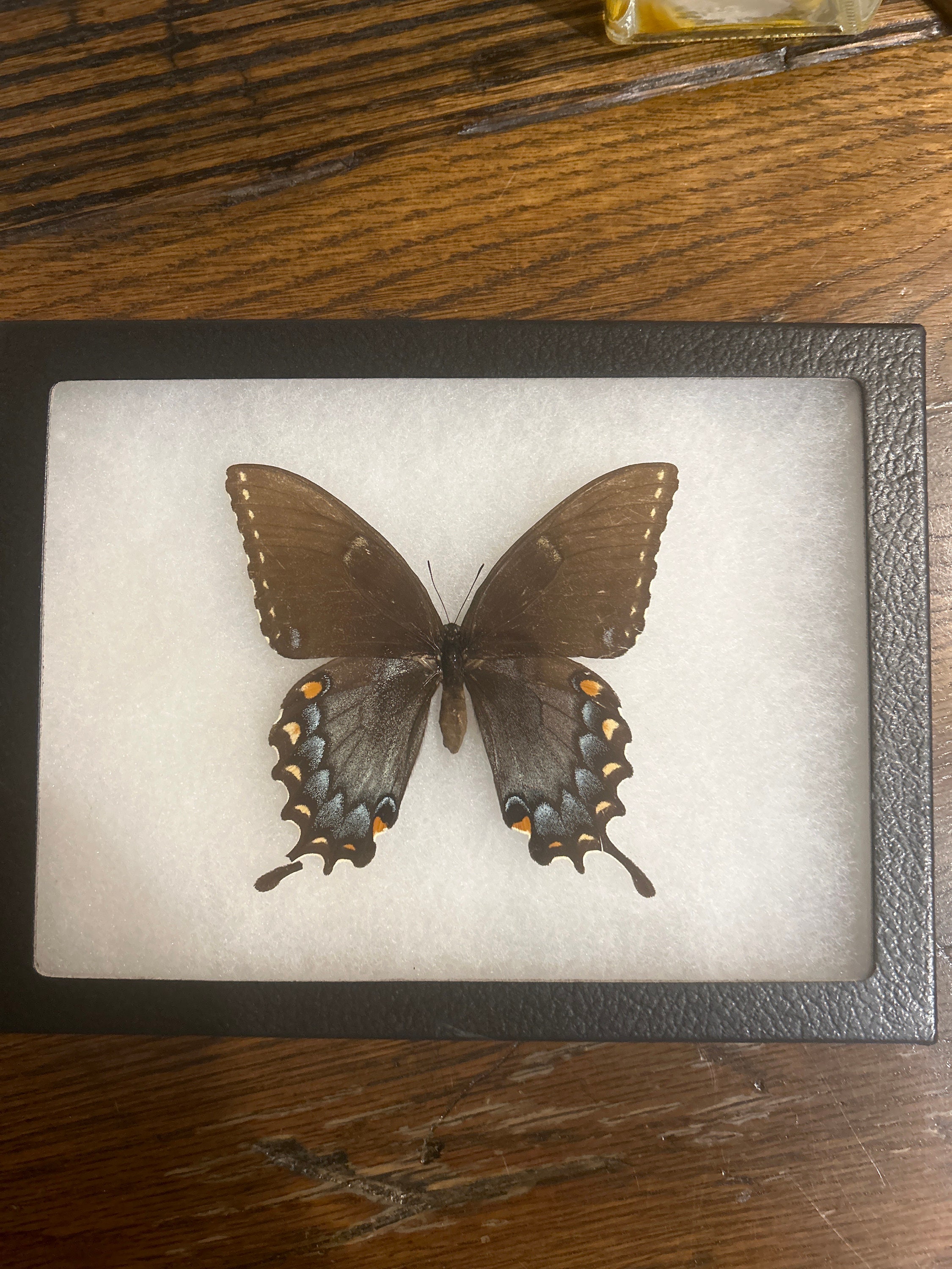 Butterfly Riker Boxes - Etsy