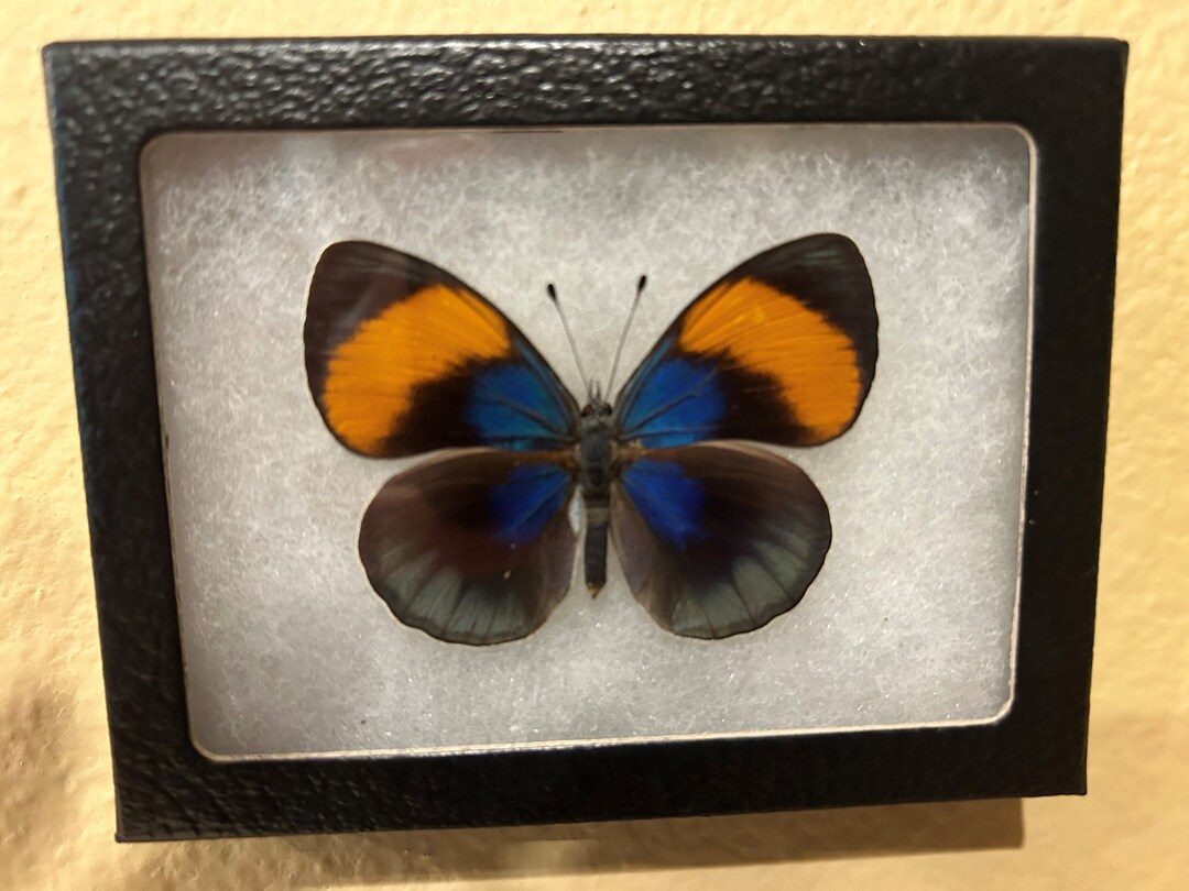 Butterfly Riker Boxes - Etsy