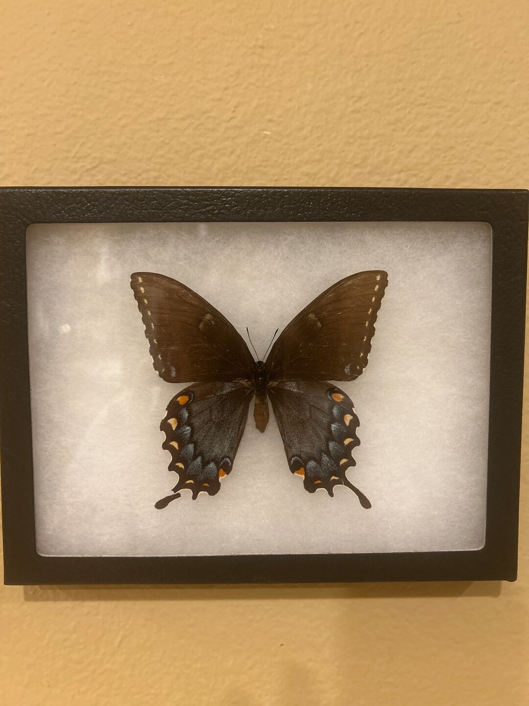 Butterfly Riker Boxes - Etsy