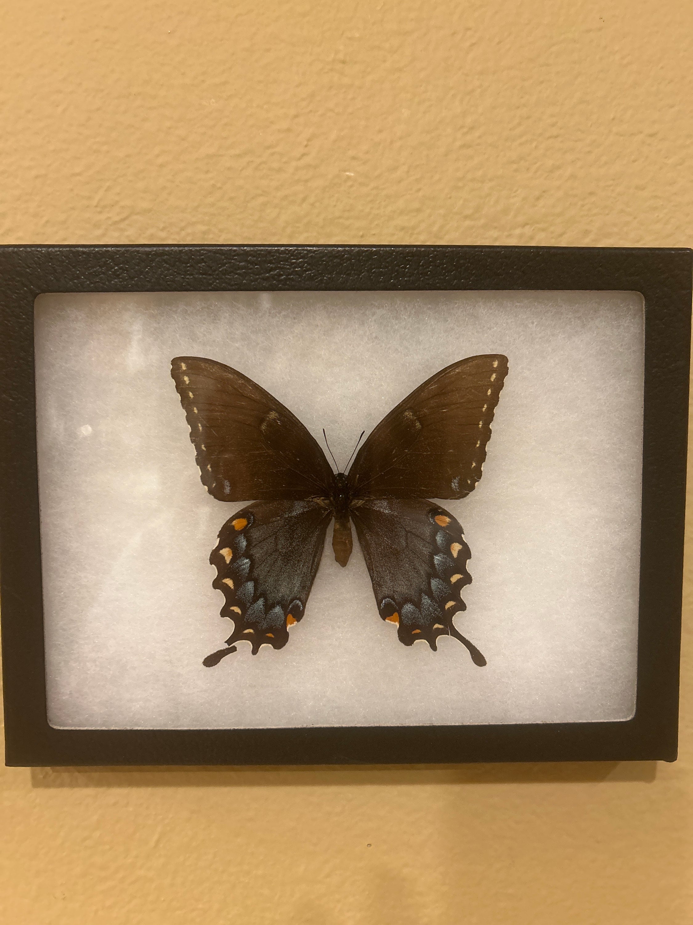 Butterfly Riker Boxes - Etsy