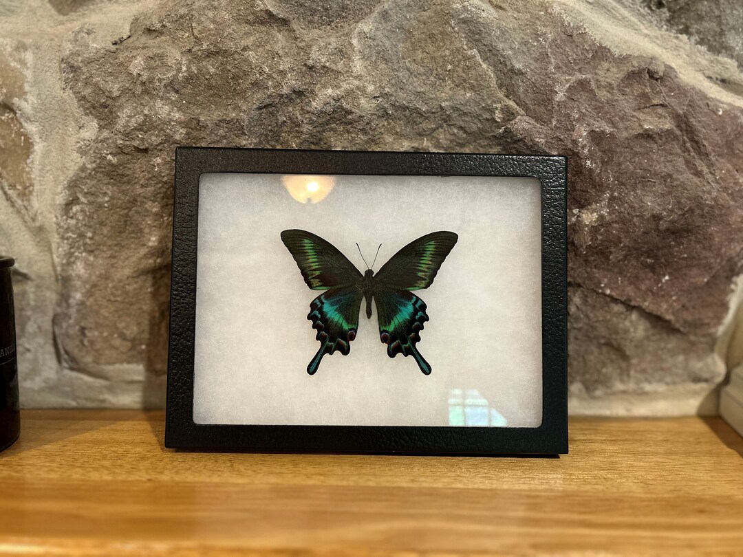 Butterfly Riker Boxes - Etsy