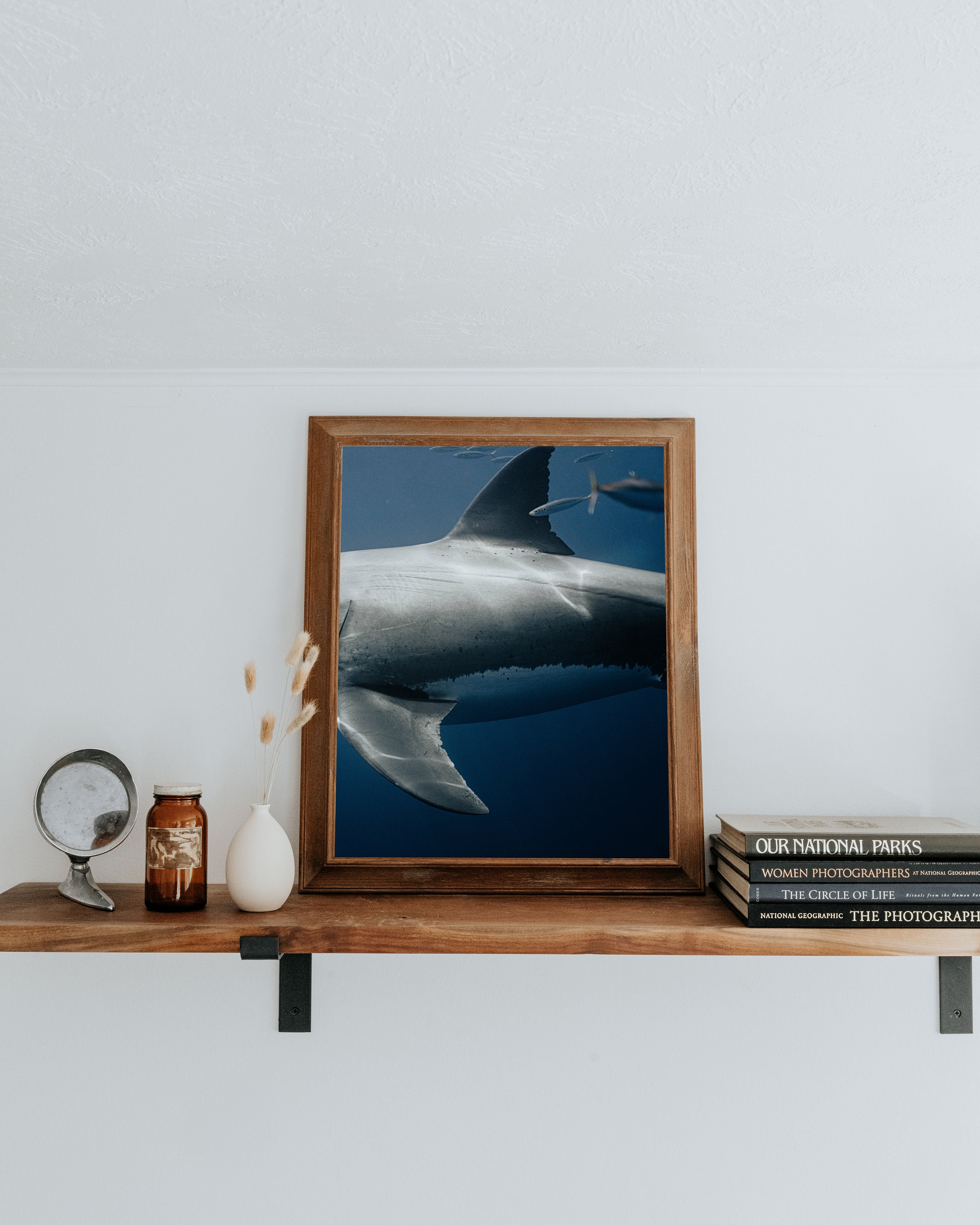 Great White Shark Fin Fine Art Print, Wall Decor - Etsy