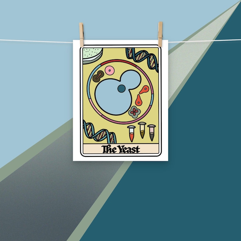 Budding Yeast Model Organism Print | Saccharomyces Cerevisiae Poster ...