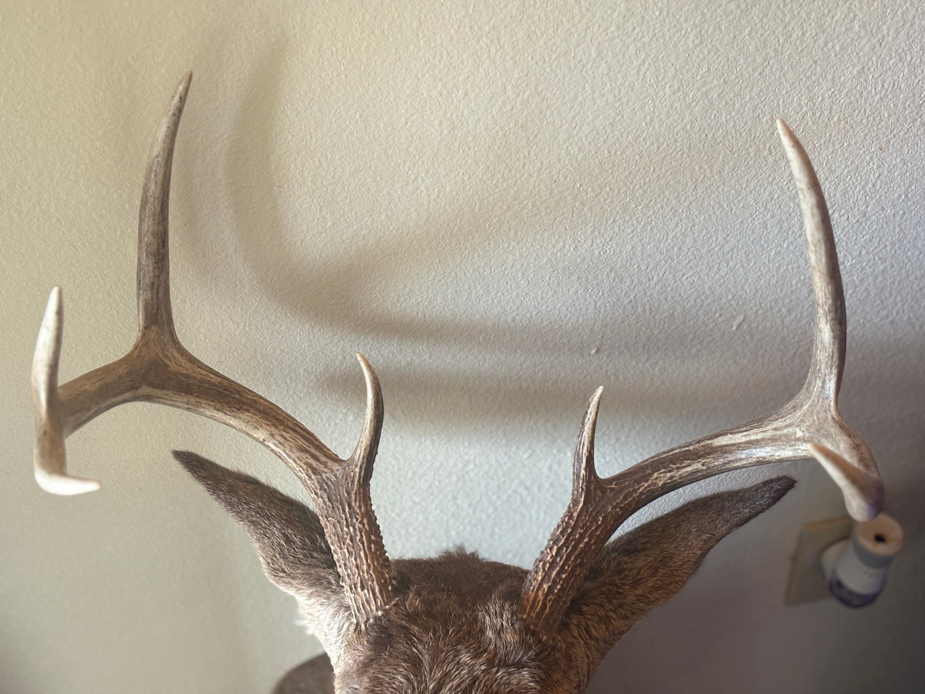 Whitetail Deer Mount - Etsy