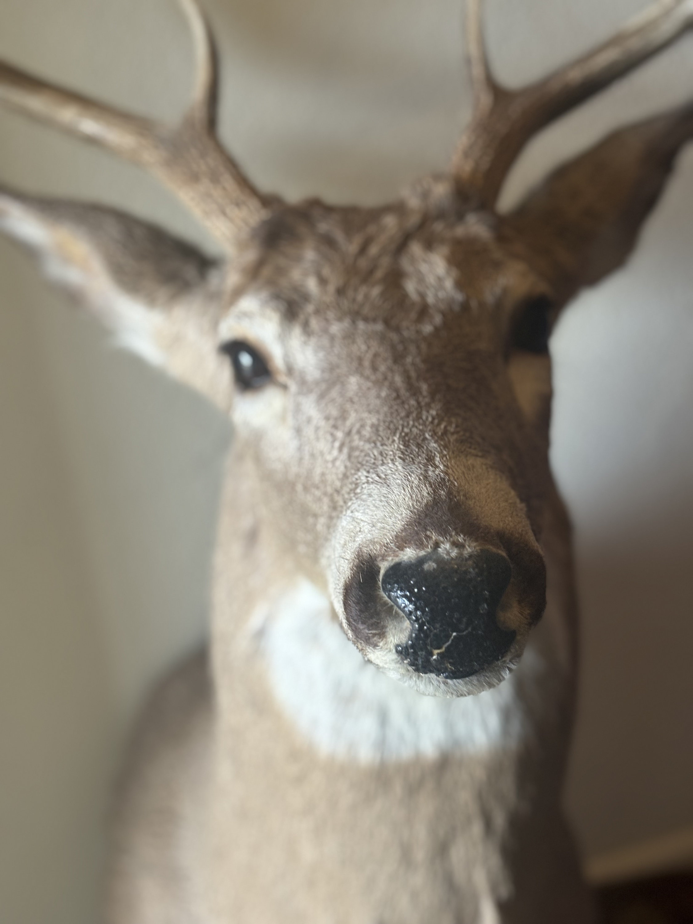 Whitetail Deer Mount - Etsy