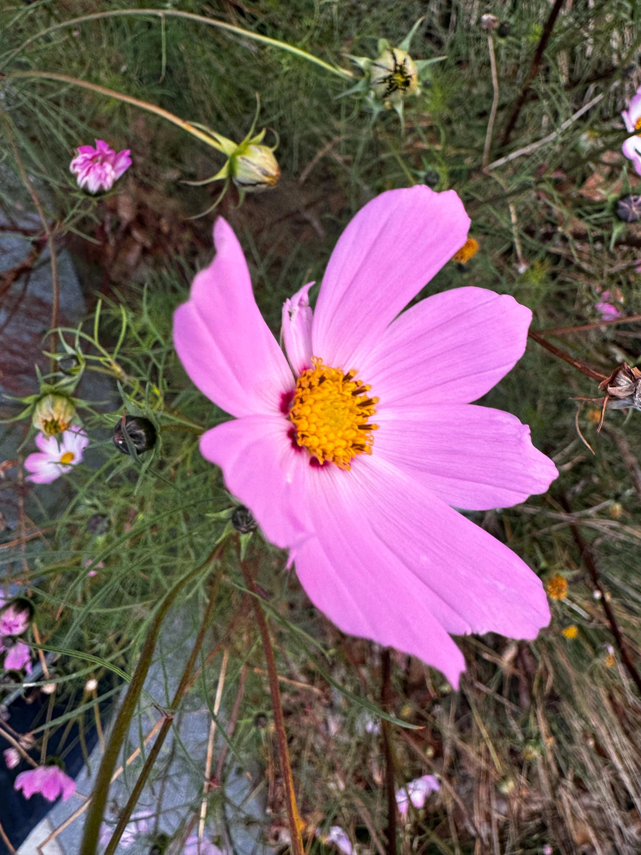 Pink and White Cosmos Seeds - Etsy
