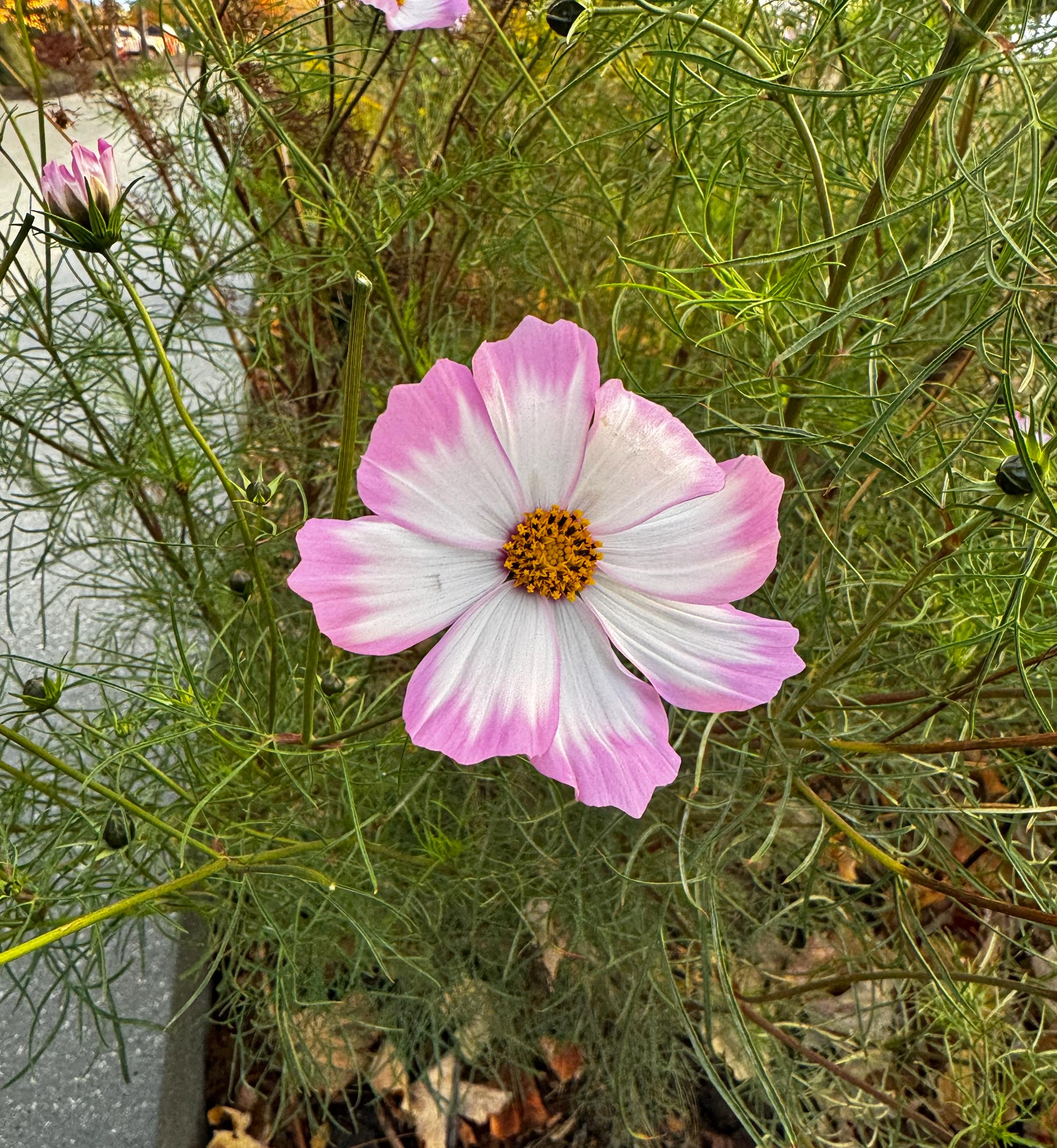 Pink and White Cosmos Seeds - Etsy