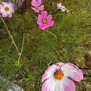 Pink and White Cosmos Seeds - Etsy