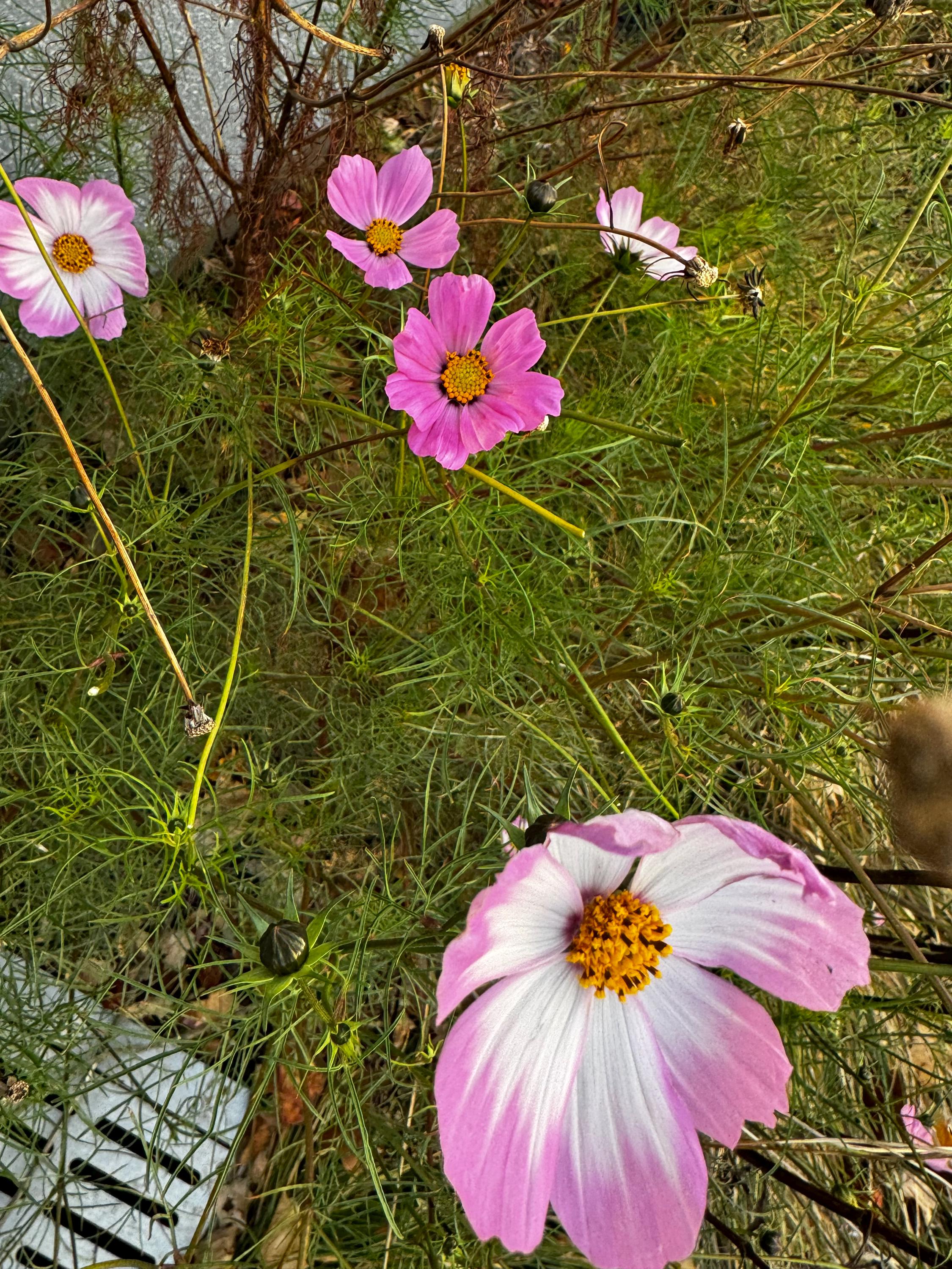 Pink and White Cosmos Seeds - Etsy