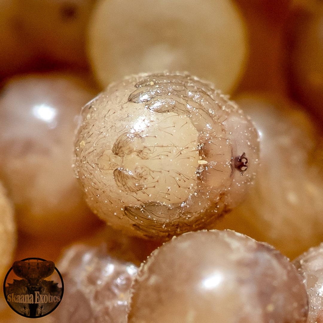 3of5 Tarantula Egg 5x5 Photography Print by Skaanaexotics Series 01 ...