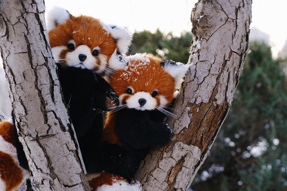 Handmade Red Panda Art Doll: Poseable Gift Toy - Etsy